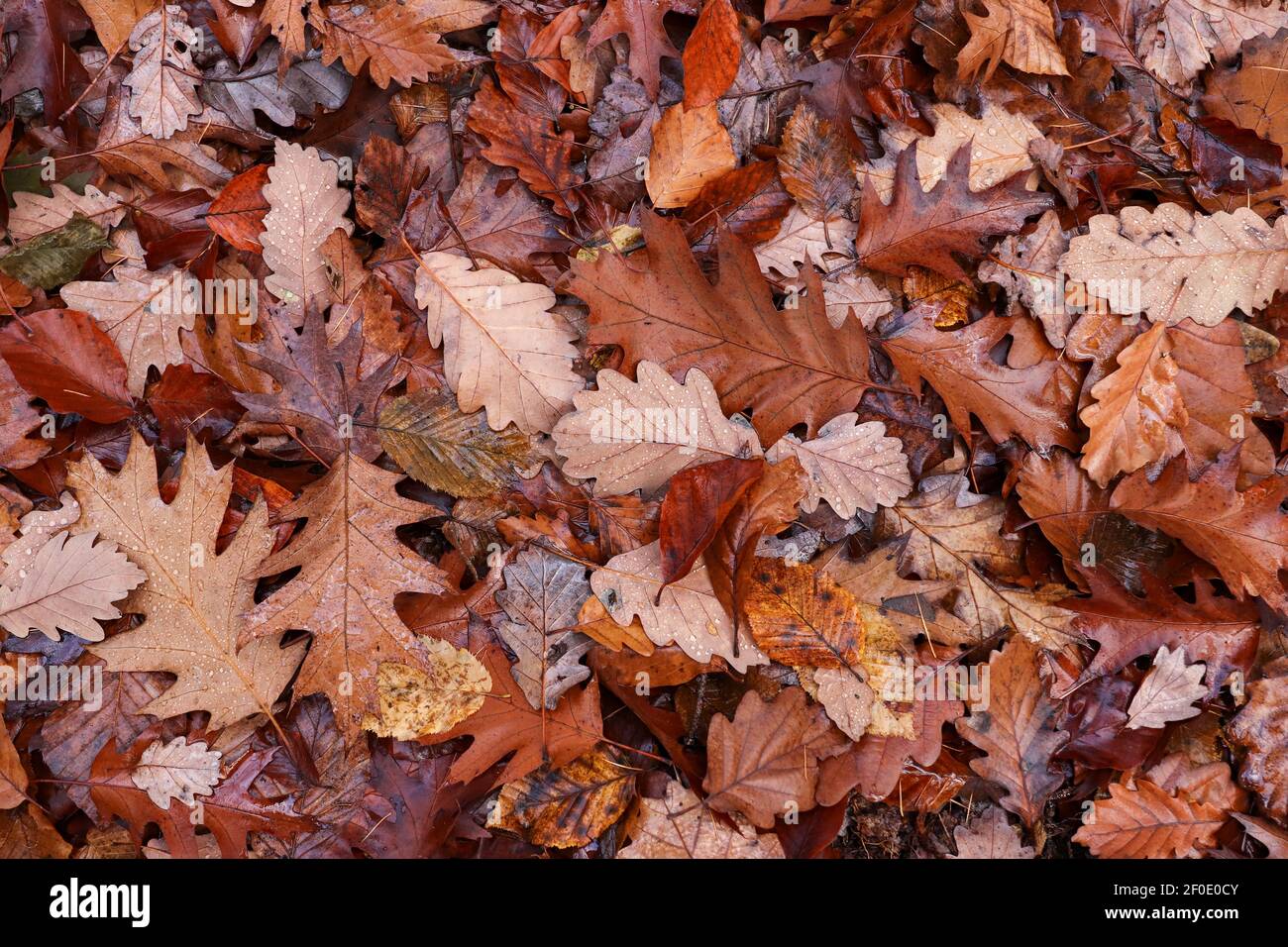 Detail of the fallen oak leaves Stock Photo - Alamy