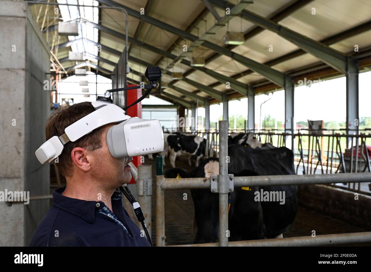 GERMANY, Echem, smart dairy cow milk farm, digitalization of ...