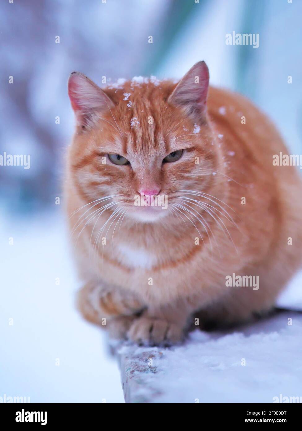 Furry cat on snowy frosty winter day Stock Photo - Alamy