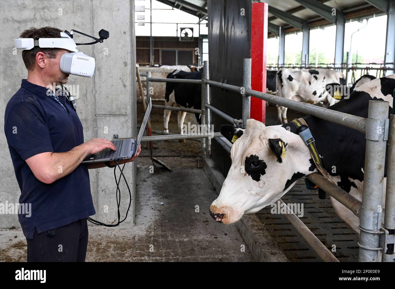 GERMANY, Echem, smart dairy cow milk farm, digitalization of ...