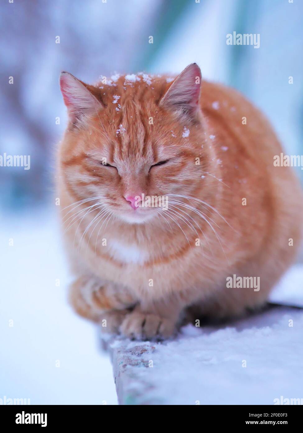 Furry cat on snowy frosty winter day Stock Photo - Alamy
