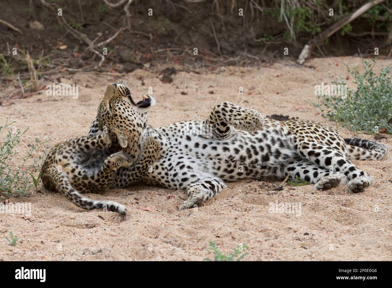 African leopard mating hi-res stock photography and images - Alamy