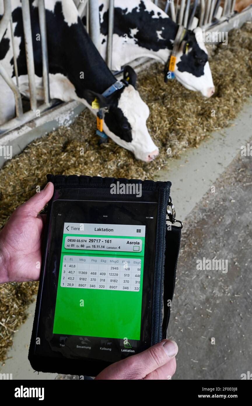 Cow Monitoring Collar High Resolution Stock Photography and Images - Alamy