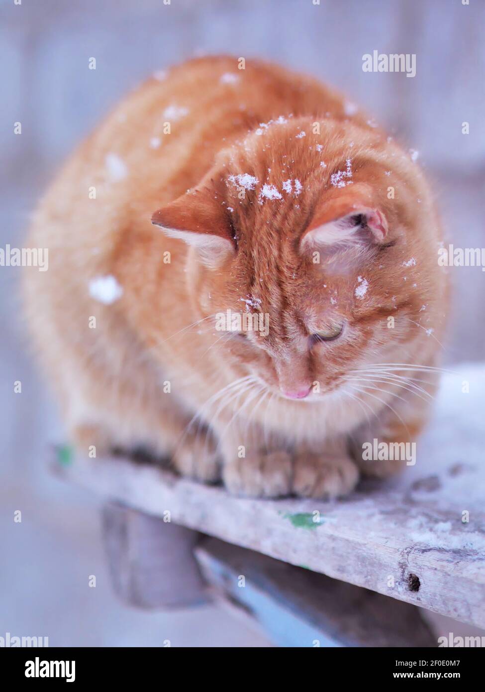 Furry cat on snowy frosty winter day Stock Photo - Alamy