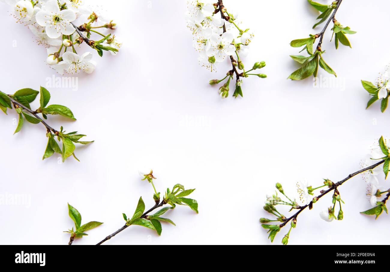 Spring border background with beautiful white flowering branches. White ...