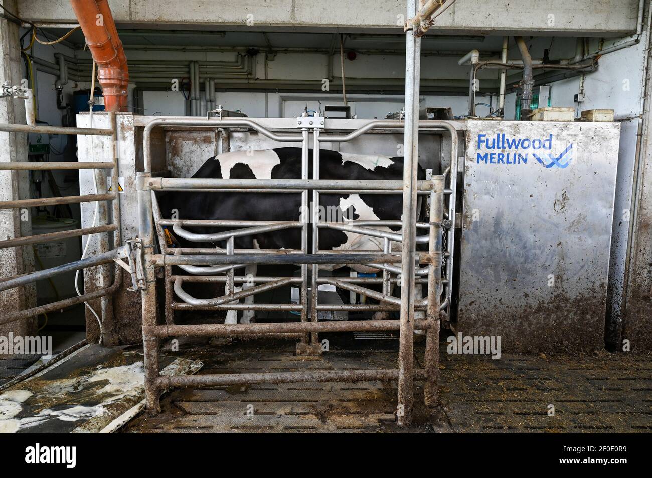 GERMANY, Echem, smart dairy cow milk farm, digitalization of ...