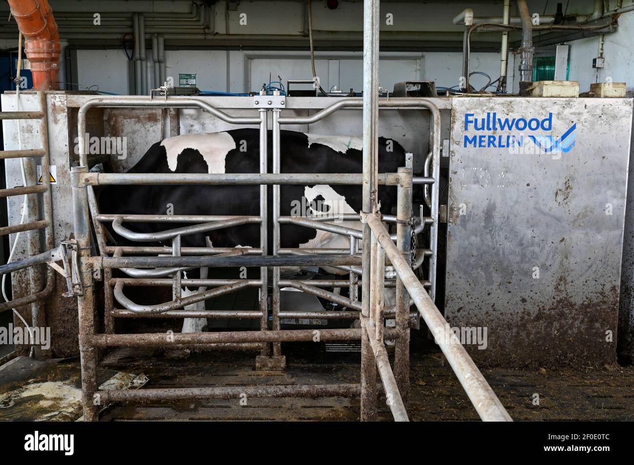 GERMANY, Echem, smart dairy cow milk farm, digitalization of ...
