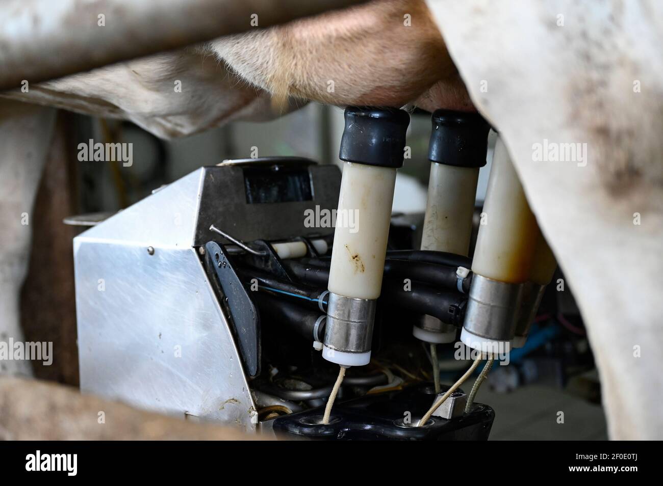 GERMANY, Echem, smart dairy cow milk farm, digitalization of ...