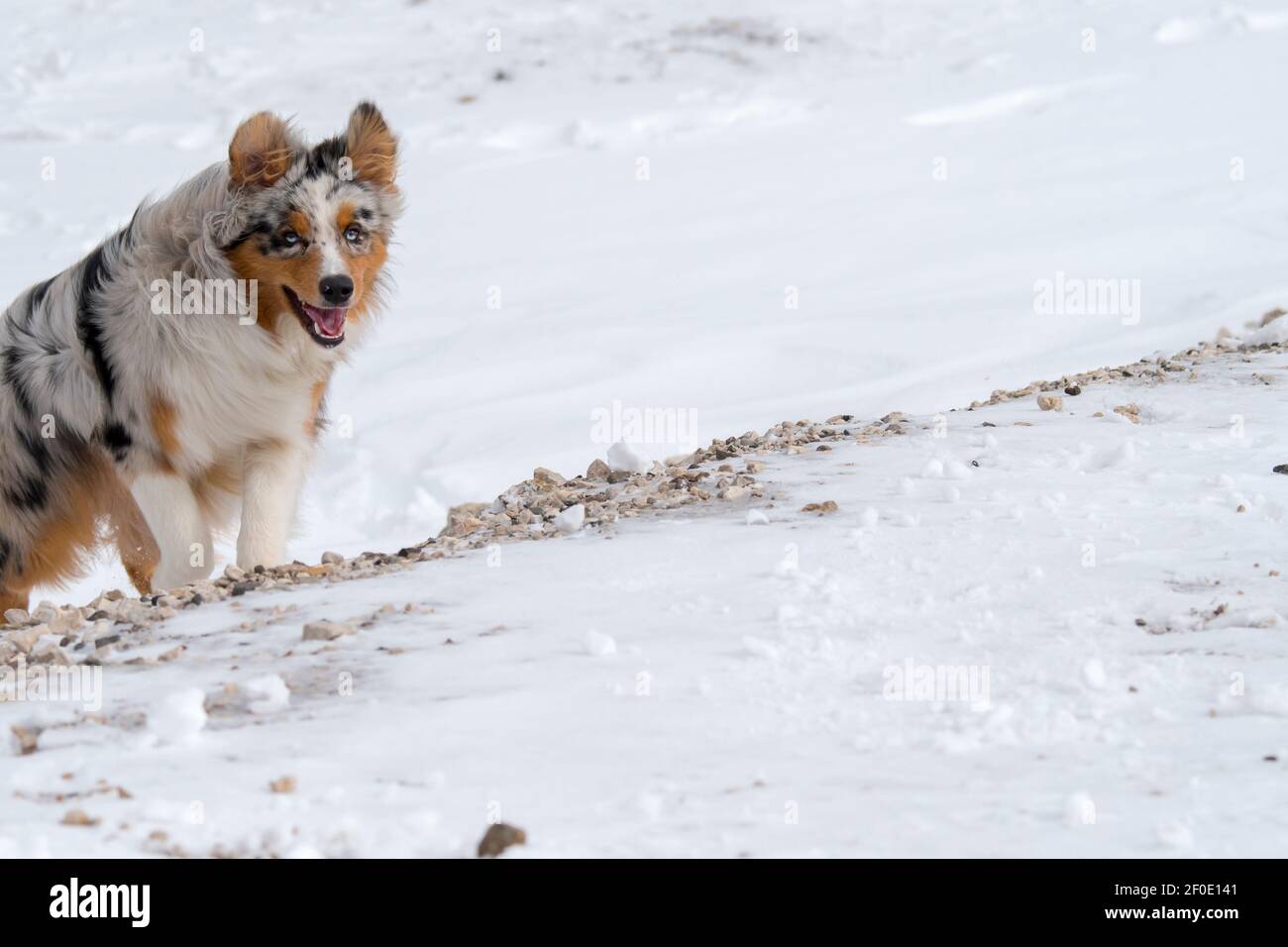 blue merle Australian shepherd dog runs on snow in Sass Pordoi in ...