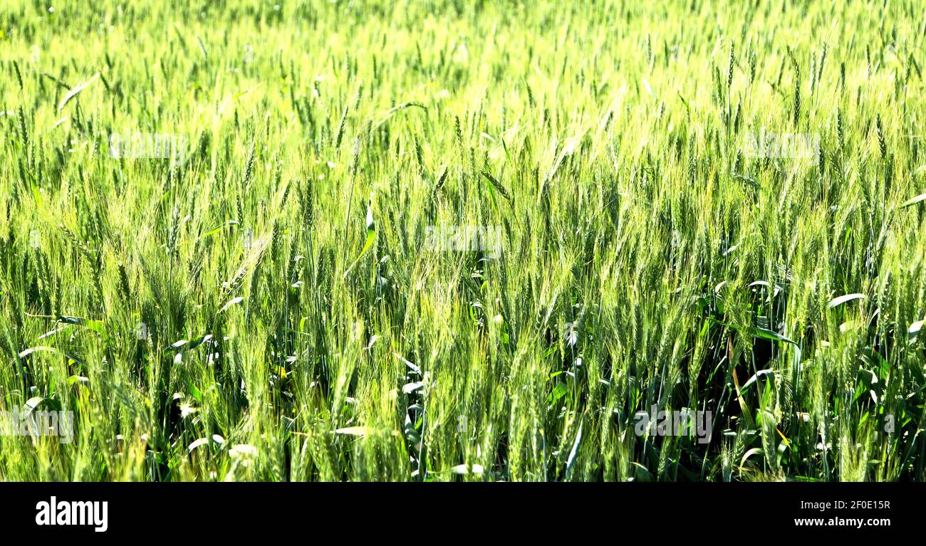 Dry farming iran hi-res stock photography and images - Alamy