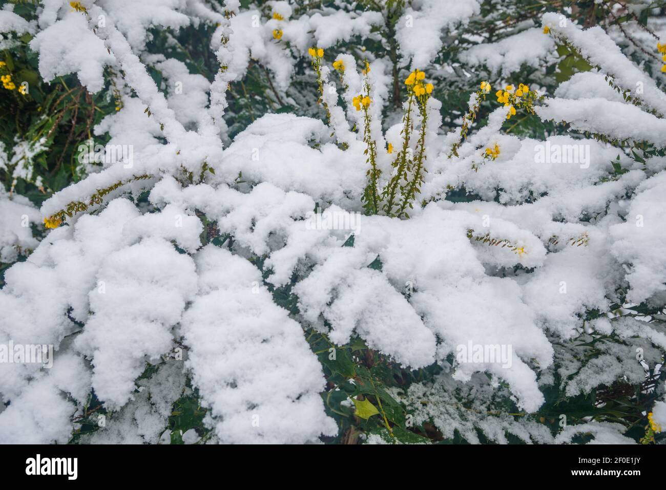 Snow covered plant leaves hi-res stock photography and images - Alamy