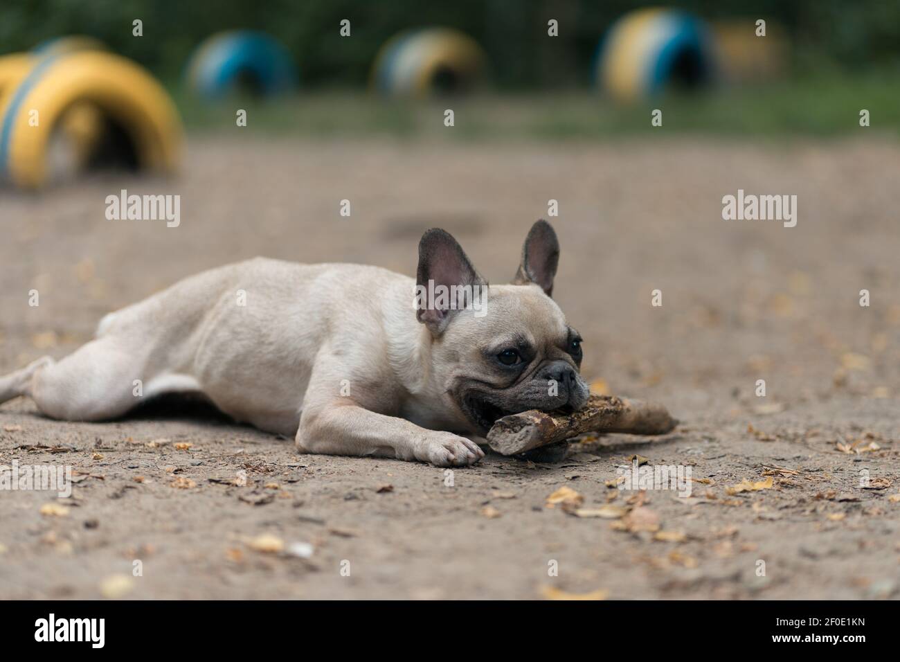young cute french bulldog dog play with wooden stick in park Stock ...
