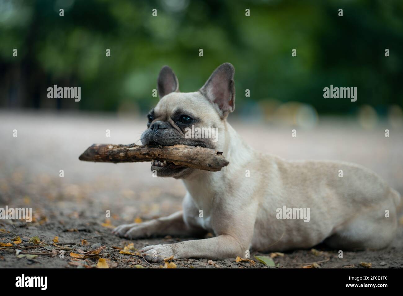 young cute french bulldog dog play with wooden stick in park Stock ...