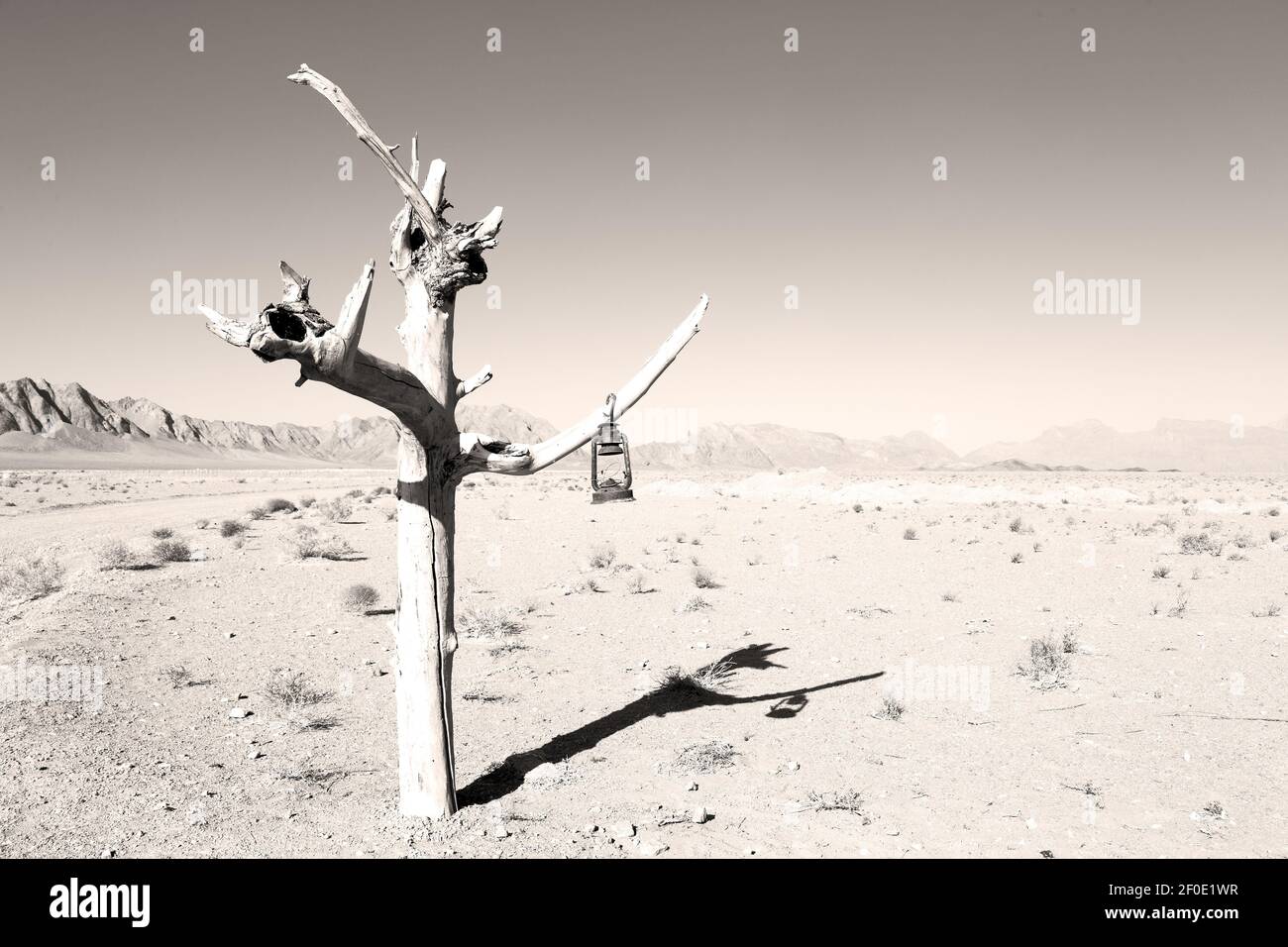 Tree in lut desert hi-res stock photography and images - Alamy
