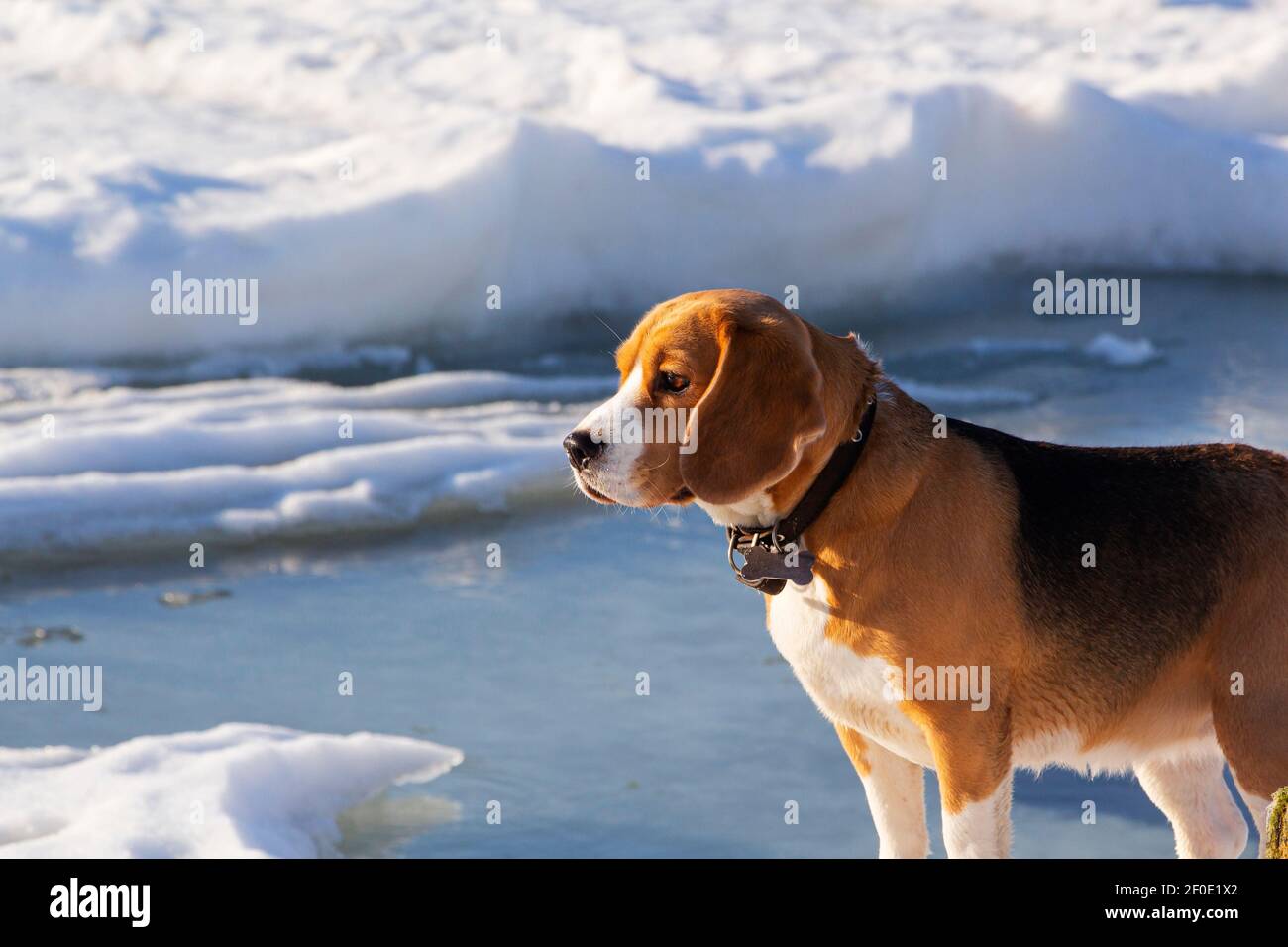 beagle stands in the winter snow and looks into the distance Stock ...
