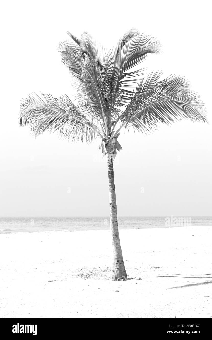 Rock beach in summer Cut Out Stock Images & Pictures - Alamy