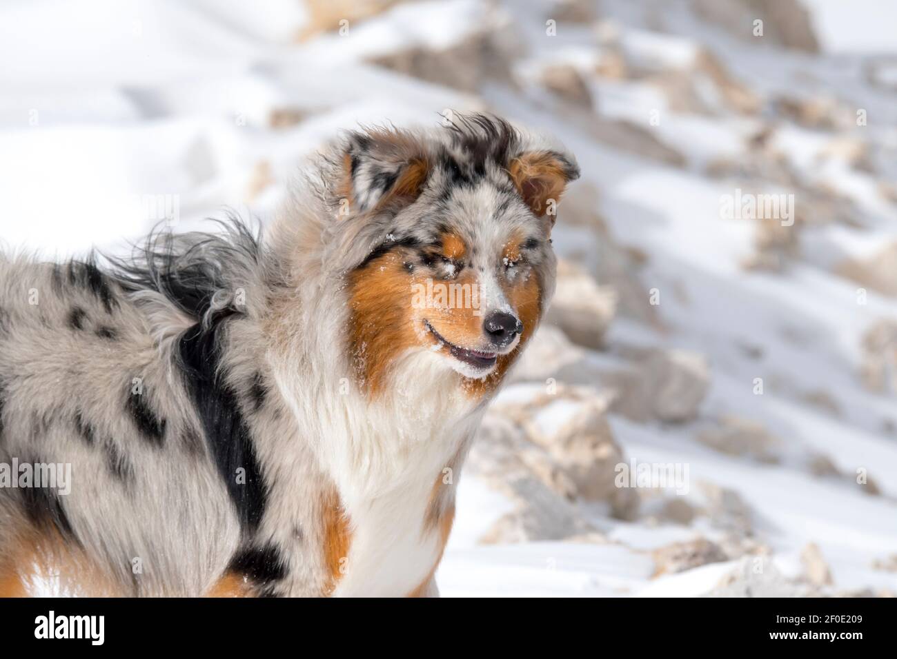 blue merle Australian shepherd dog runs on snow in Sass Pordoi in ...