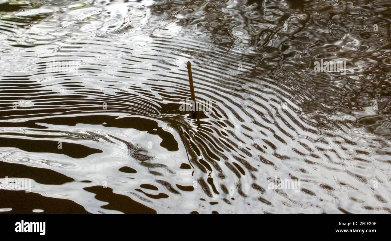 SCIENCE, PHYSICS, a small stick stands in running water and creates ...