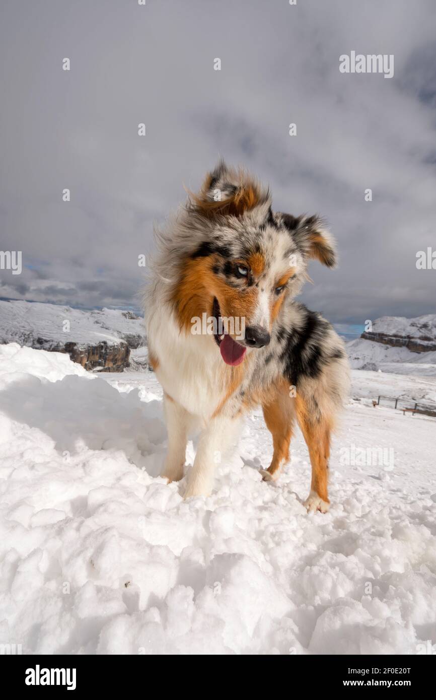 blue merle Australian shepherd dog runs on snow in Sass Pordoi in ...