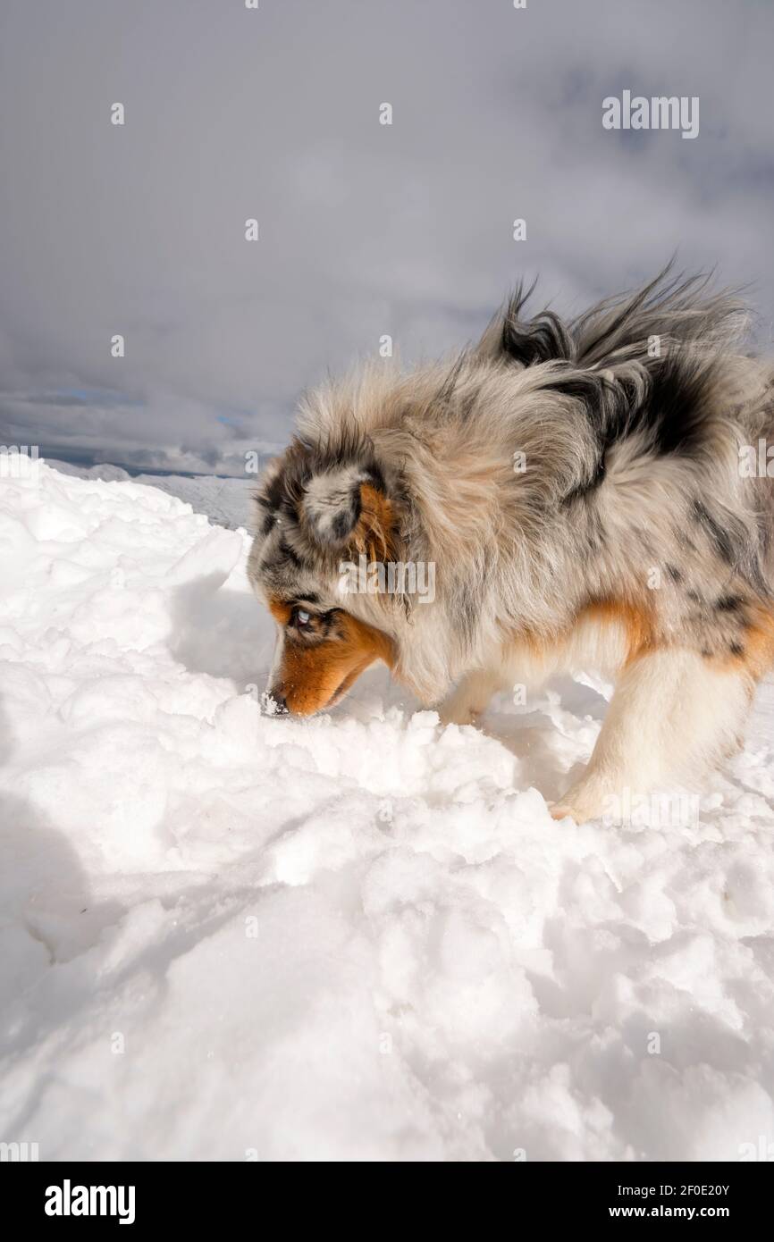 blue merle Australian shepherd dog runs on snow in Sass Pordoi in ...