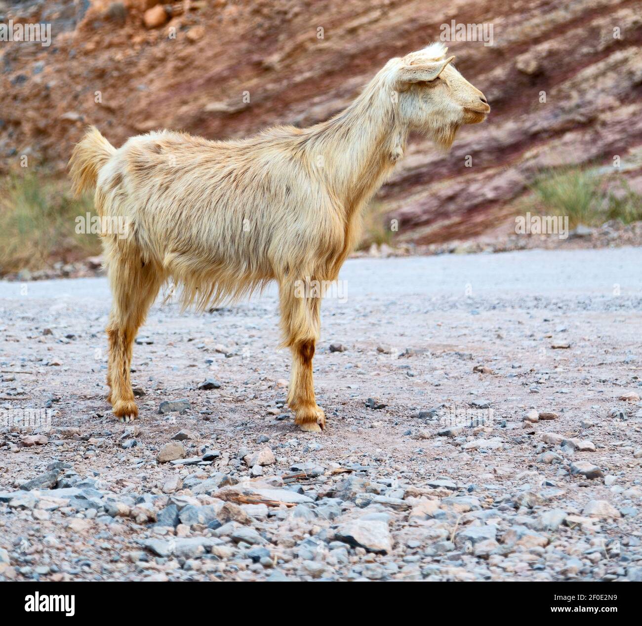 Male And Female Stone Sheep High Resolution Stock Photography and ...