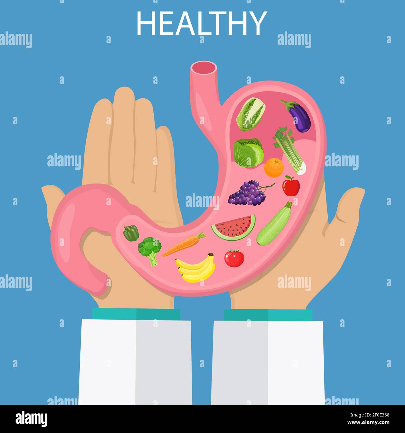 Human Internal Stomach Anatomy Stock Vector Image & Art - Alamy