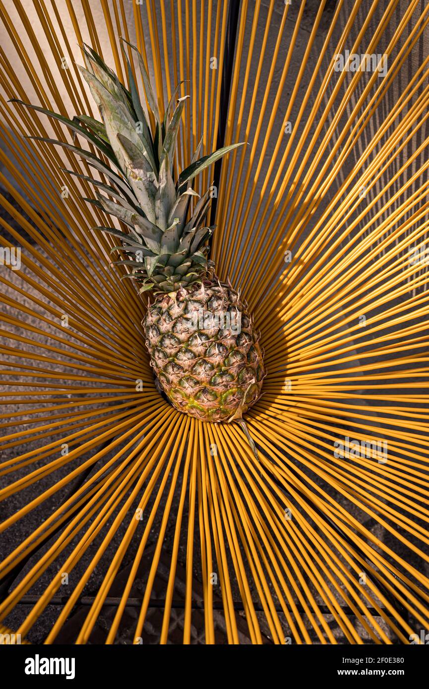 Pineapple. Ananas comosus. One ananas with yellow background ...