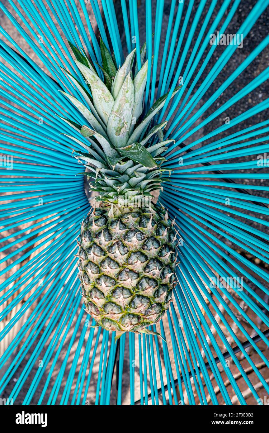 Pineapple. Ananas comosus. One ananas with blue background. Background ...