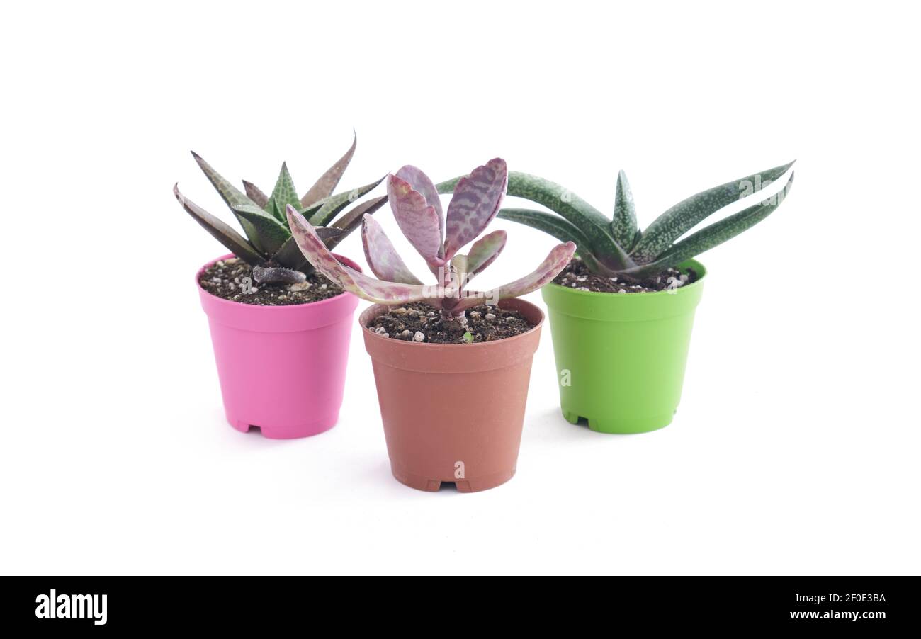 Three Succulent Plants Isolated On White Background Stock Photo - Alamy