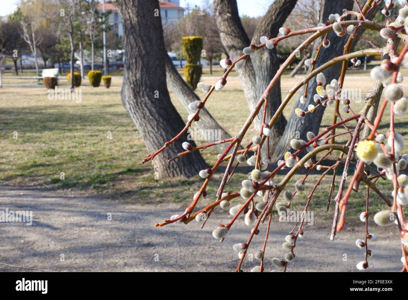 Tree pollen hi-res stock photography and images - Alamy