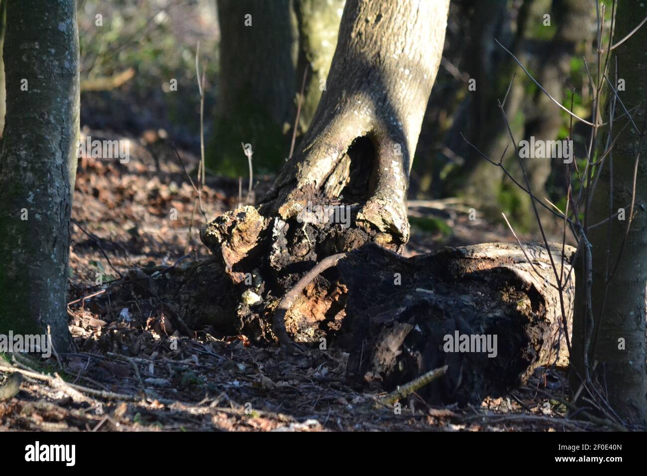 Tree Roots Coming Out Of The Ground In The Woods - Tree Trunk With Wind ...