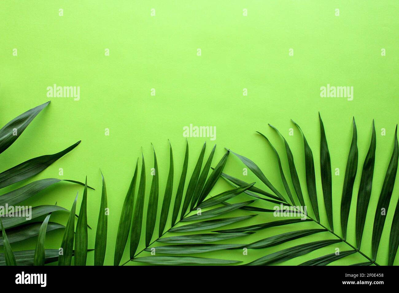 Palm Leaves Frame High Resolution Stock Photography and Images - Alamy