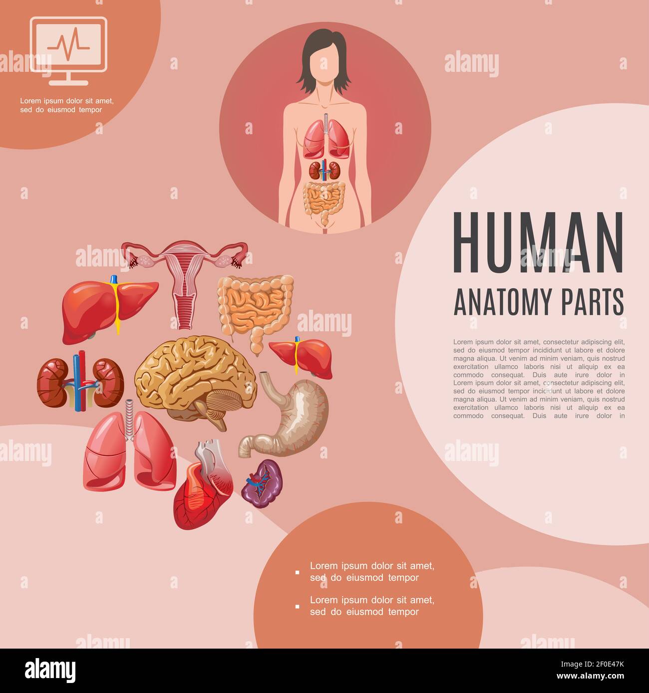 Brain and lungs inside human body hi-res stock photography and images ...