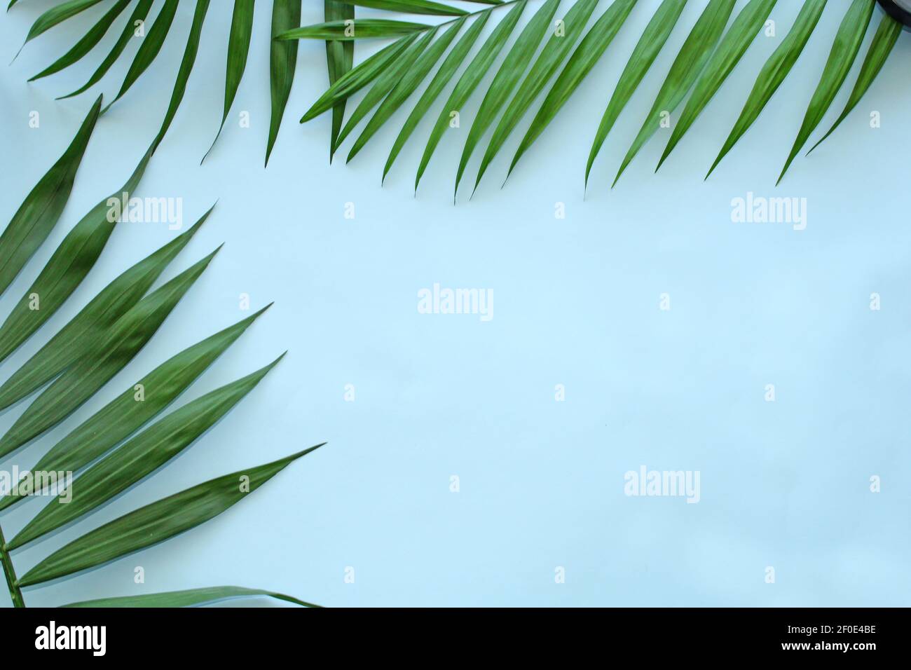Palm Leaves Frame High Resolution Stock Photography and Images - Alamy