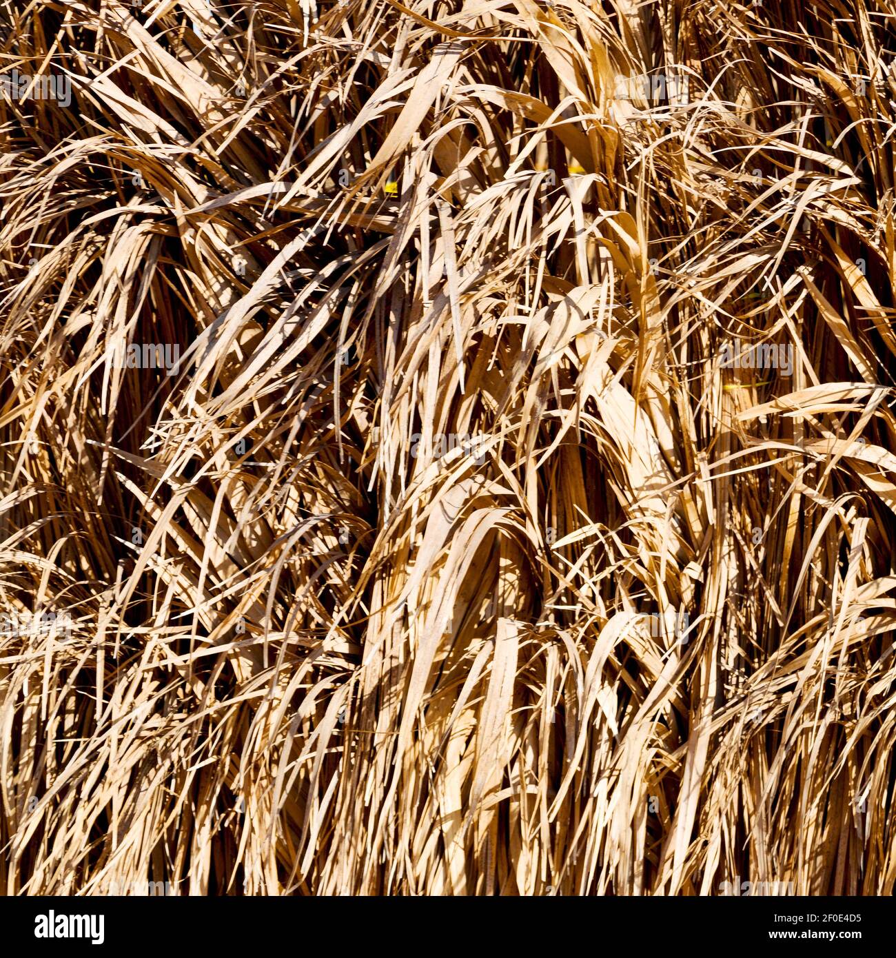 In oman abstract texture of a bamboo wall background Stock Photo - Alamy