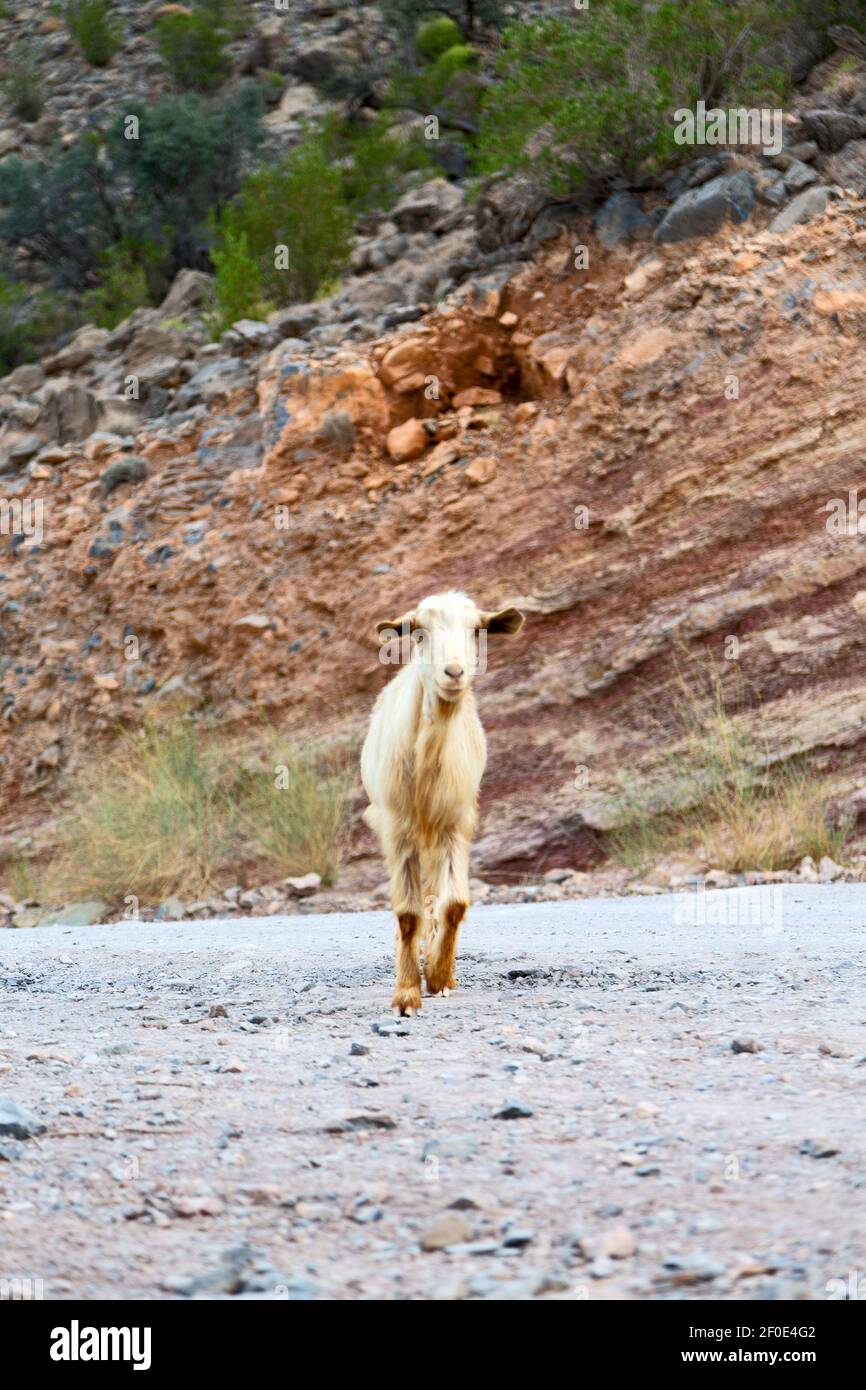 Male And Female Stone Sheep High Resolution Stock Photography and ...