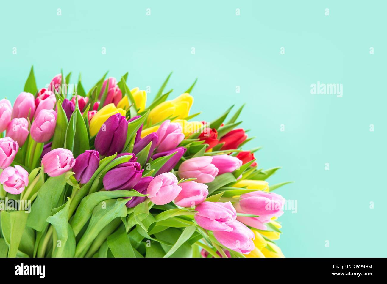 Tulip Flowers. Spring bouquet on turquoise background Stock Photo - Alamy