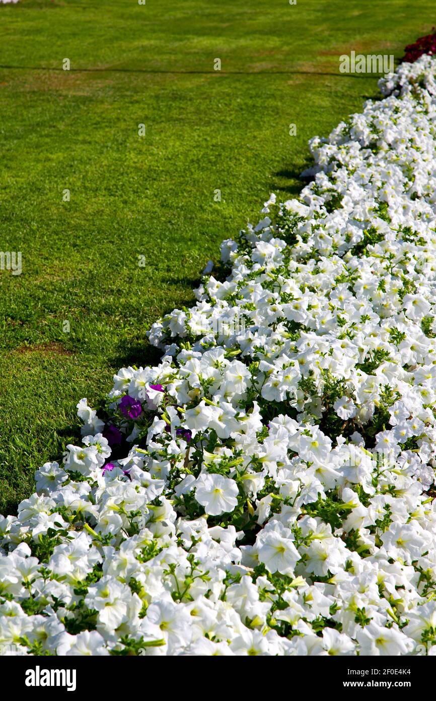 In oman flowers and garden the spring colors Stock Photo - Alamy