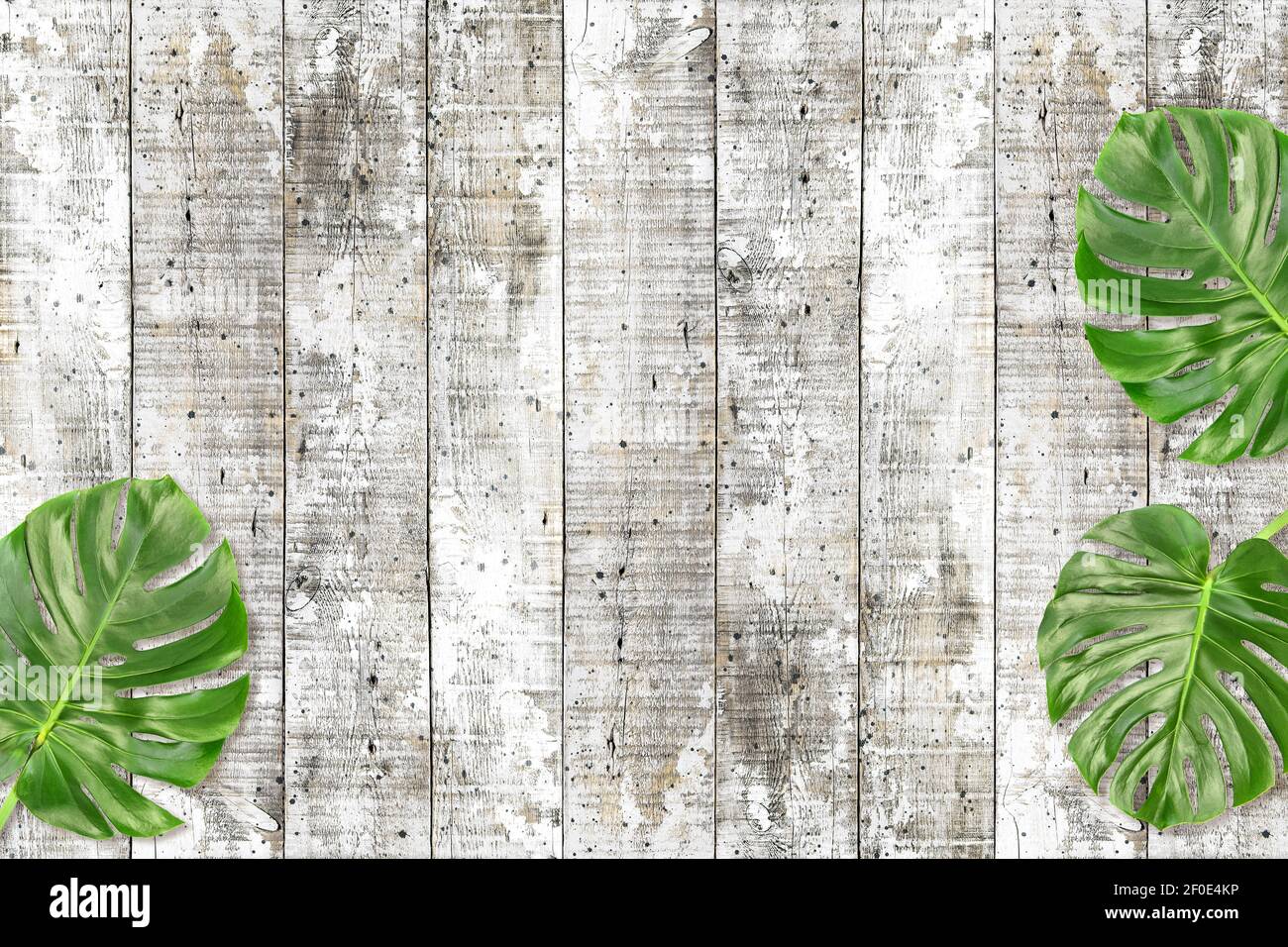 Monstera green leaves on rustic wooden background. Trendy floral flat ...
