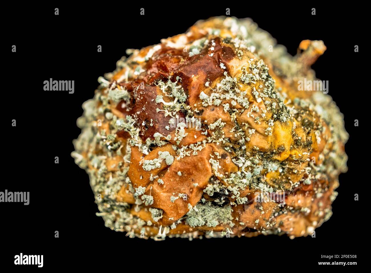 Rotten apple on black background Stock Photo - Alamy