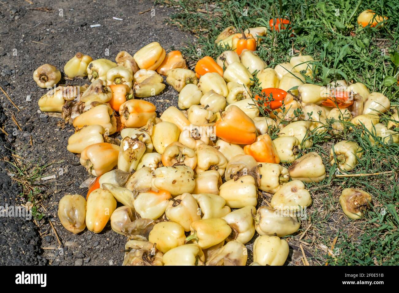 rotten peppers thrown on the side of the road Stock Photo - Alamy