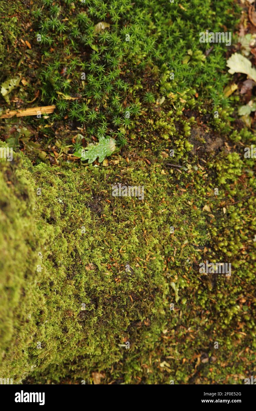 Wood eating fungus hi-res stock photography and images - Alamy