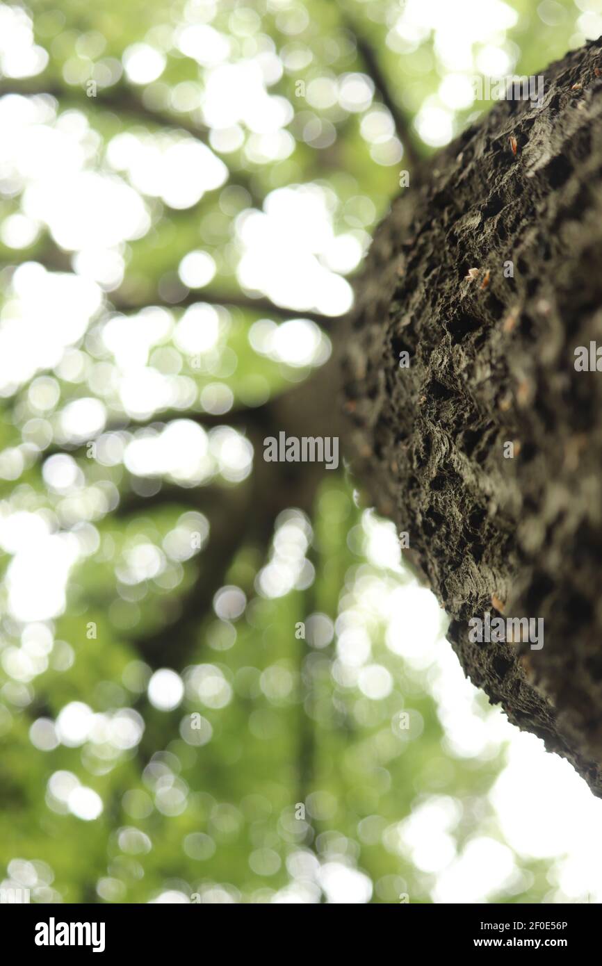 Ants eye view hi-res stock photography and images - Alamy