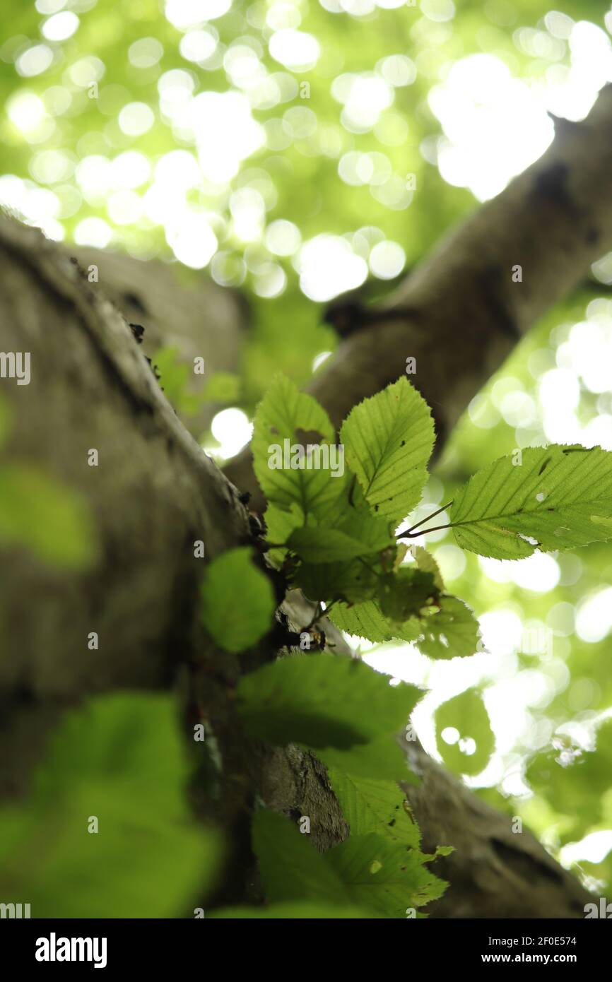 Ants eye view hi-res stock photography and images - Alamy