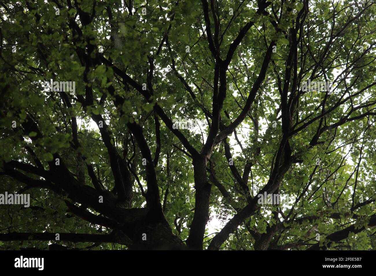 Ants eye view hi-res stock photography and images - Alamy