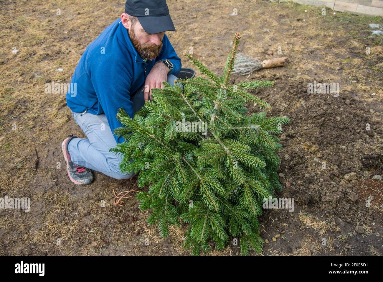 Young man plant a small tree in the garden. Small plantation for a ...