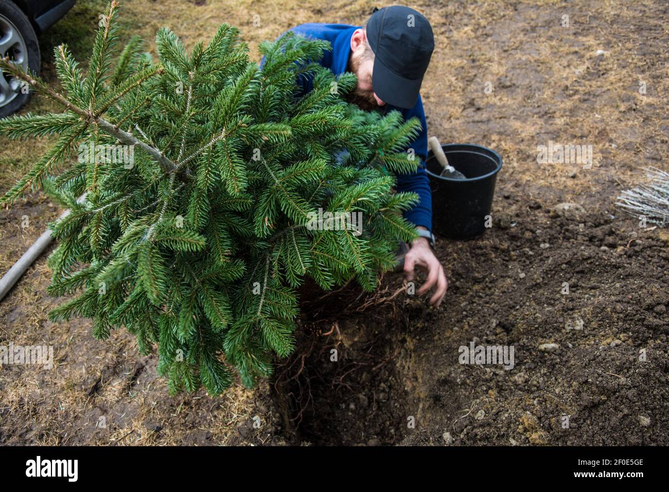 Young man plant a small tree in the garden. Small plantation for a ...