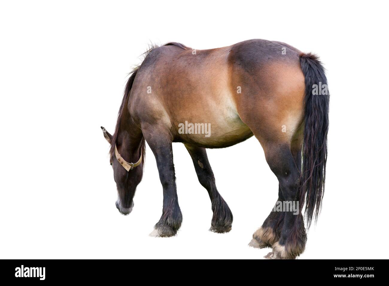 Rear view of horse hi-res stock photography and images - Alamy