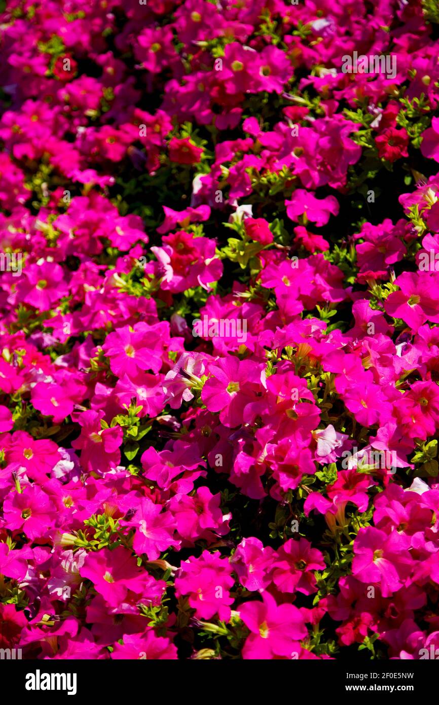 In oman flowers and garden the spring colors Stock Photo - Alamy