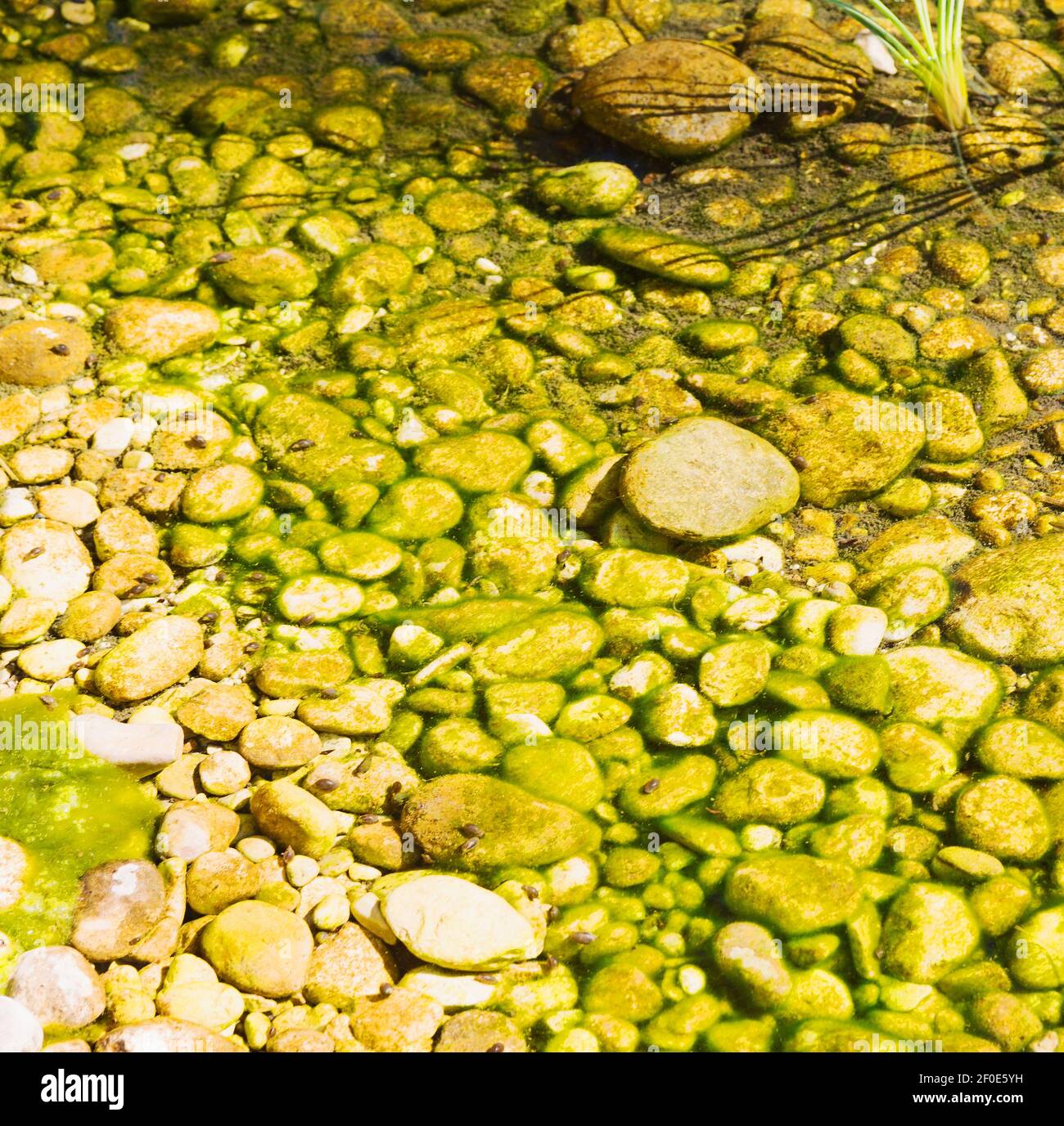 In oman old river and stone Stock Photo - Alamy